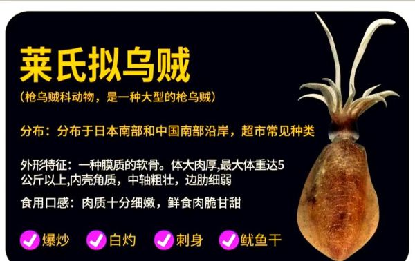 章鱼和鱿鱼的区别图片_章鱼鱿鱼怎么区分-第3张图片-山城妙识 章鱼和鱿鱼的区别图片_章鱼鱿鱼怎么区分-第3张图片-山城妙识