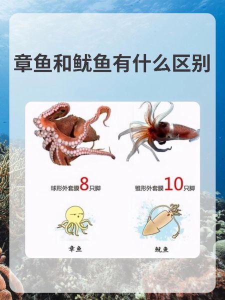 章鱼和鱿鱼的区别图片_章鱼鱿鱼怎么区分-第1张图片-山城妙识 章鱼和鱿鱼的区别图片_章鱼鱿鱼怎么区分-第1张图片-山城妙识