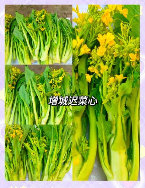 迟菜心和菜心的区别_哪个更好吃-第2张图片-山城妙识 迟菜心和菜心的区别_哪个更好吃-第2张图片-山城妙识