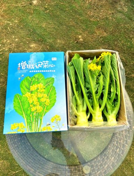 迟菜心和菜心的区别_哪个更好吃-第1张图片-山城妙识 迟菜心和菜心的区别_哪个更好吃-第1张图片-山城妙识