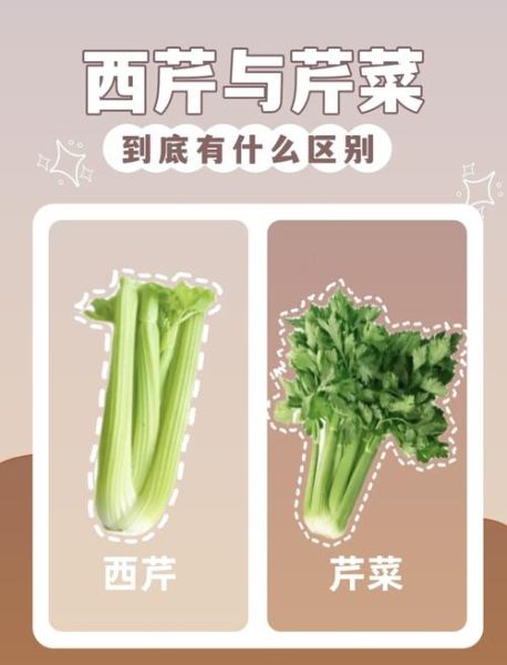 香芹怎么保存_香芹和芹菜的区别-第1张图片-山城妙识