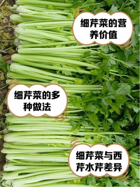 香芹怎么保存_香芹和芹菜的区别-第3张图片-山城妙识