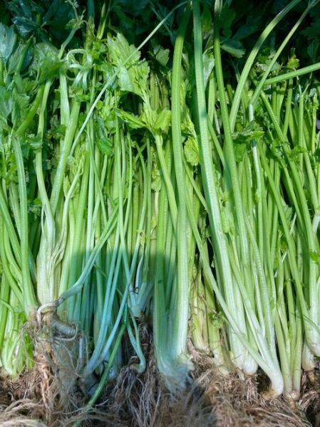 香芹怎么保存_香芹和芹菜的区别-第2张图片-山城妙识