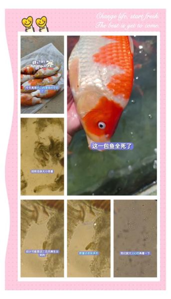 锦鲤鱼怎么养_锦鲤鱼常见病有哪些-第3张图片-山城妙识 锦鲤鱼怎么养_锦鲤鱼常见病有哪些-第3张图片-山城妙识