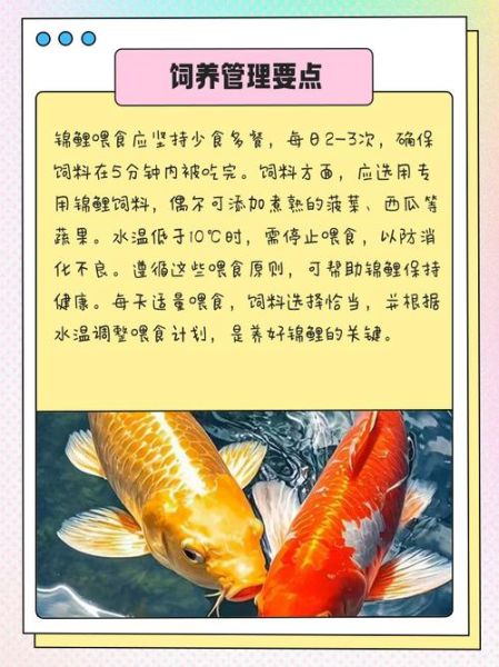 锦鲤鱼怎么养_锦鲤鱼常见病有哪些-第2张图片-山城妙识 锦鲤鱼怎么养_锦鲤鱼常见病有哪些-第2张图片-山城妙识