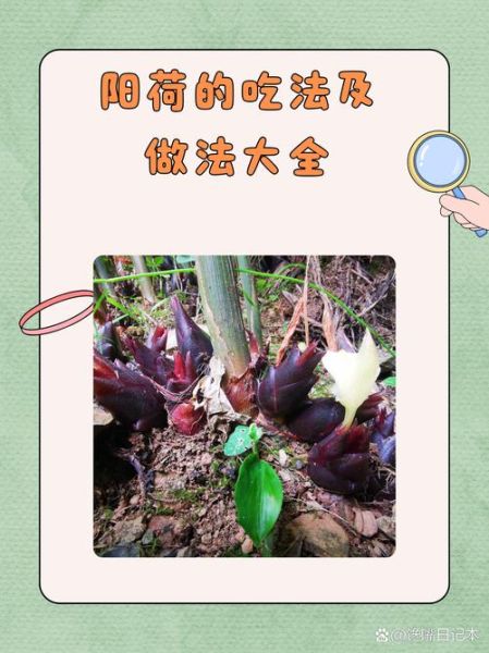 阳荷怎么做好吃_阳荷的做法大全-第1张图片-山城妙识