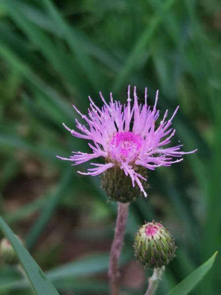 泥胡菜长什么样_泥胡菜和蒲公英的区别-第1张图片-山城妙识