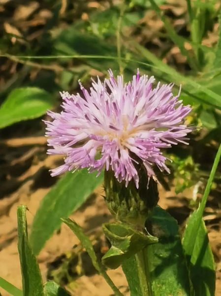 泥胡菜长什么样_泥胡菜和蒲公英的区别-第3张图片-山城妙识
