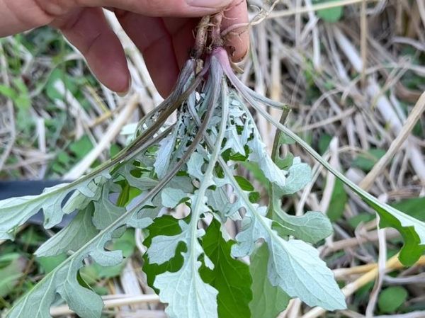 泥胡菜长什么样_泥胡菜和蒲公英的区别-第2张图片-山城妙识