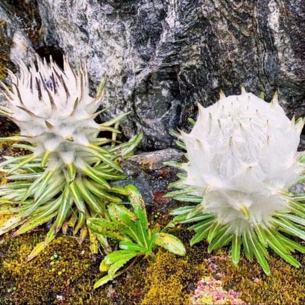 西藏雪莲花有什么功效_西藏雪莲花怎么吃最好-第1张图片-山城妙识 西藏雪莲花有什么功效_西藏雪莲花怎么吃最好-第1张图片-山城妙识