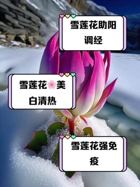 西藏雪莲花有什么功效_西藏雪莲花怎么吃最好-第2张图片-山城妙识 西藏雪莲花有什么功效_西藏雪莲花怎么吃最好-第2张图片-山城妙识