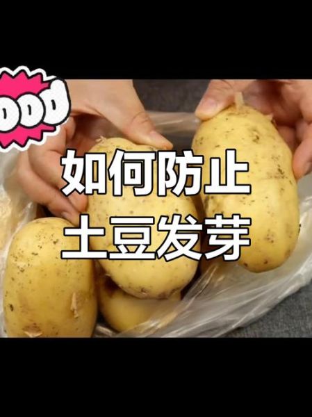 洋山芋怎么保存不发芽_洋山芋和土豆区别-第2张图片-山城妙识 洋山芋怎么保存不发芽_洋山芋和土豆区别-第2张图片-山城妙识
