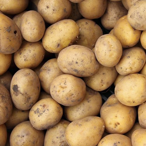 洋山芋怎么保存不发芽_洋山芋和土豆区别-第1张图片-山城妙识 洋山芋怎么保存不发芽_洋山芋和土豆区别-第1张图片-山城妙识