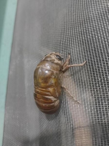 蝉的生命周期有多长_蝉为什么要等17年才出土-第3张图片-山城妙识