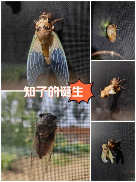 蝉的生命周期有多长_蝉为什么要等17年才出土-第1张图片-山城妙识