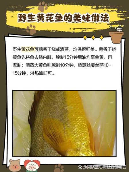 野生黄花鱼多少钱一斤_野生黄花鱼价格行情-第1张图片-山城妙识 野生黄花鱼多少钱一斤_野生黄花鱼价格行情-第1张图片-山城妙识