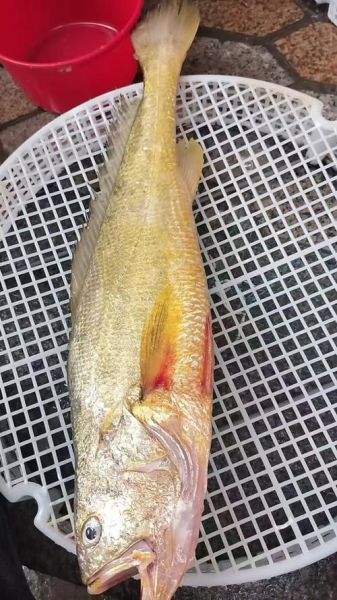 野生黄花鱼多少钱一斤_野生黄花鱼价格行情-第3张图片-山城妙识 野生黄花鱼多少钱一斤_野生黄花鱼价格行情-第3张图片-山城妙识