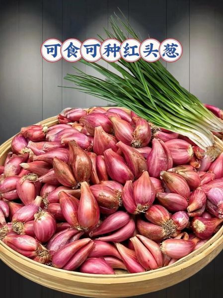 红葱头补血吗_红葱头补血效果怎么样-第1张图片-山城妙识