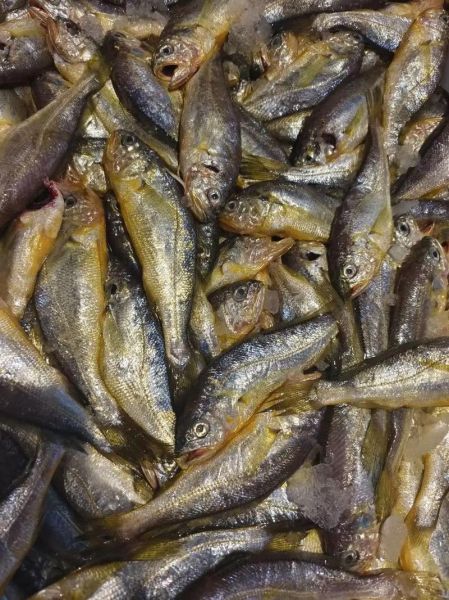 野生黄花鱼多少钱一斤_野生黄花鱼价格行情-第2张图片-山城妙识 野生黄花鱼多少钱一斤_野生黄花鱼价格行情-第2张图片-山城妙识