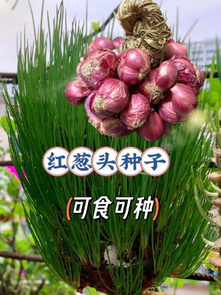 红葱头补血吗_红葱头补血效果怎么样-第3张图片-山城妙识