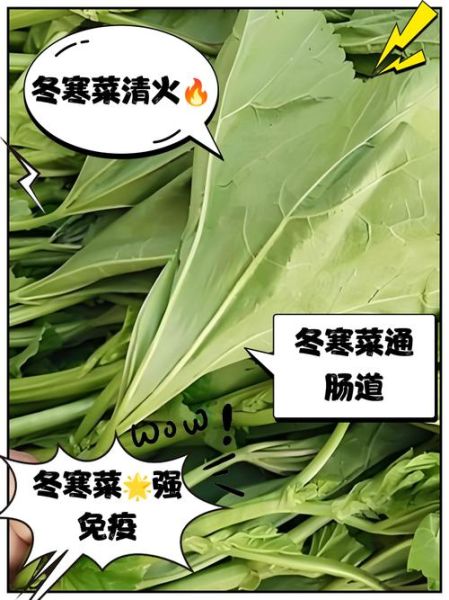 吃冬菜的危害有哪些_冬菜吃多了会怎么样-第2张图片-山城妙识