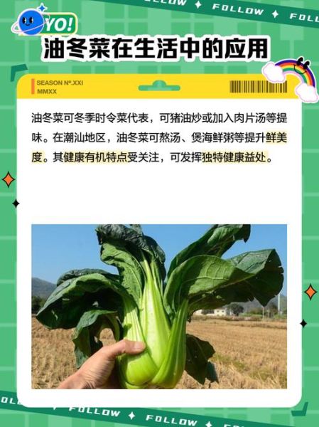 吃冬菜的危害有哪些_冬菜吃多了会怎么样-第3张图片-山城妙识