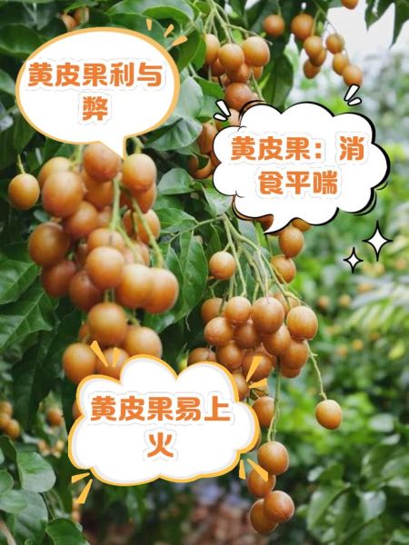 黄皮果是热性还是凉性_吃黄皮果会上火吗-第1张图片-山城妙识 黄皮果是热性还是凉性_吃黄皮果会上火吗-第1张图片-山城妙识