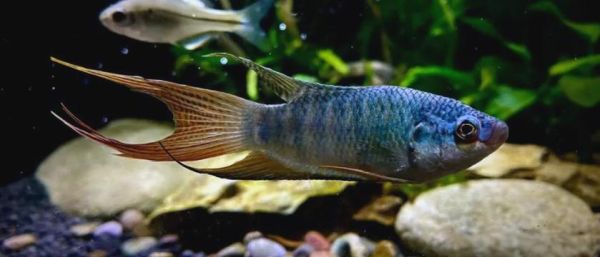 叉尾斗鱼怎么养_叉尾斗鱼图片鉴赏-第3张图片-山城妙识