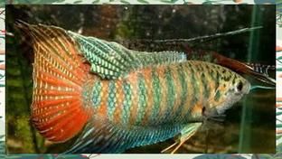 叉尾斗鱼怎么养_叉尾斗鱼图片鉴赏-第2张图片-山城妙识