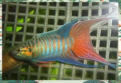 叉尾斗鱼怎么养_叉尾斗鱼图片鉴赏-第1张图片-山城妙识