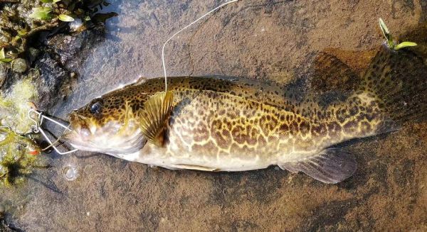 桂鱼图片大全_桂鱼长什么样-第1张图片-山城妙识 桂鱼图片大全_桂鱼长什么样-第1张图片-山城妙识