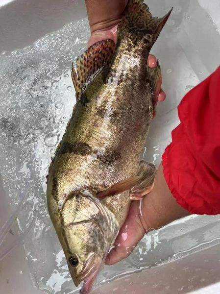 桂鱼图片大全_桂鱼长什么样-第2张图片-山城妙识 桂鱼图片大全_桂鱼长什么样-第2张图片-山城妙识