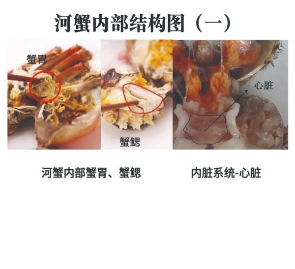 河蟹养殖技术_河蟹养殖常见问题-第1张图片-山城妙识 河蟹养殖技术_河蟹养殖常见问题-第1张图片-山城妙识