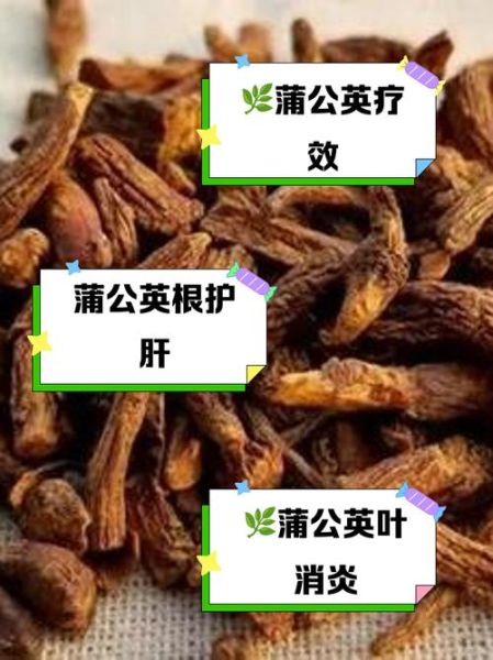蒲公英能治什么病_蒲公英根和叶功效区别-第1张图片-山城妙识 蒲公英能治什么病_蒲公英根和叶功效区别-第1张图片-山城妙识