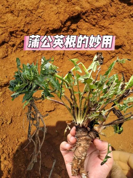 蒲公英能治什么病_蒲公英根和叶功效区别-第3张图片-山城妙识 蒲公英能治什么病_蒲公英根和叶功效区别-第3张图片-山城妙识