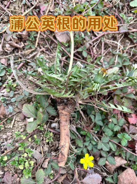 蒲公英能治什么病_蒲公英根和叶功效区别-第2张图片-山城妙识 蒲公英能治什么病_蒲公英根和叶功效区别-第2张图片-山城妙识
