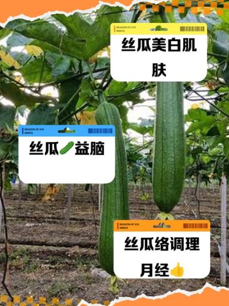 丝瓜的药用功效与作用_丝瓜能治什么病-第3张图片-山城妙识 丝瓜的药用功效与作用_丝瓜能治什么病-第3张图片-山城妙识