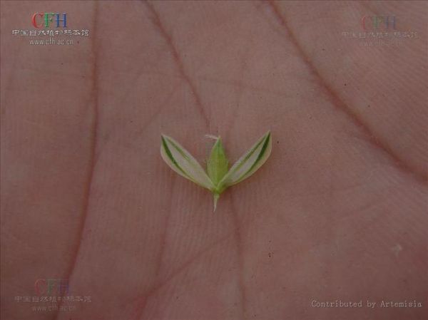 加那利草怎么养_加那利草适合室内吗-第2张图片-山城妙识 加那利草怎么养_加那利草适合室内吗-第2张图片-山城妙识