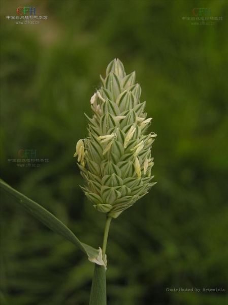 加那利草怎么养_加那利草适合室内吗-第1张图片-山城妙识 加那利草怎么养_加那利草适合室内吗-第1张图片-山城妙识