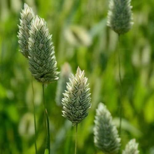 加那利草怎么养_加那利草适合室内吗-第3张图片-山城妙识 加那利草怎么养_加那利草适合室内吗-第3张图片-山城妙识