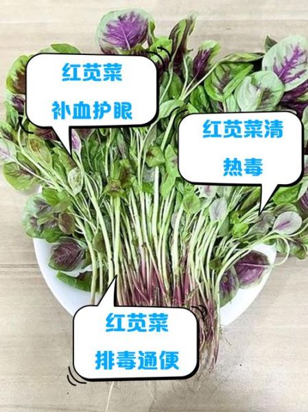 红汗菜的功效与作用_红汗菜怎么吃最营养-第1张图片-山城妙识 红汗菜的功效与作用_红汗菜怎么吃最营养-第1张图片-山城妙识