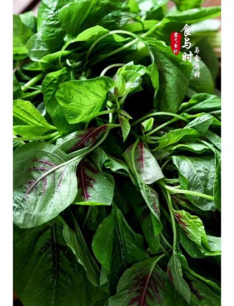 红汗菜的功效与作用_红汗菜怎么吃最营养-第2张图片-山城妙识 红汗菜的功效与作用_红汗菜怎么吃最营养-第2张图片-山城妙识