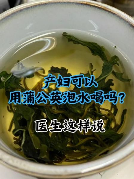 蒲公英茶哪些人不宜喝_孕妇能喝吗-第2张图片-山城妙识