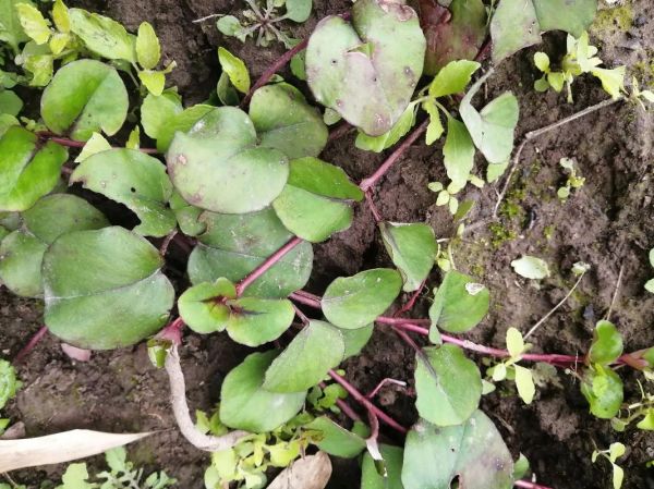 过路黄的功效与作用_过路黄泡水喝有什么好处-第3张图片-山城妙识 过路黄的功效与作用_过路黄泡水喝有什么好处-第3张图片-山城妙识