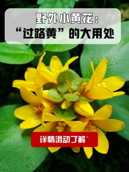 过路黄的功效与作用_过路黄泡水喝有什么好处-第2张图片-山城妙识 过路黄的功效与作用_过路黄泡水喝有什么好处-第2张图片-山城妙识