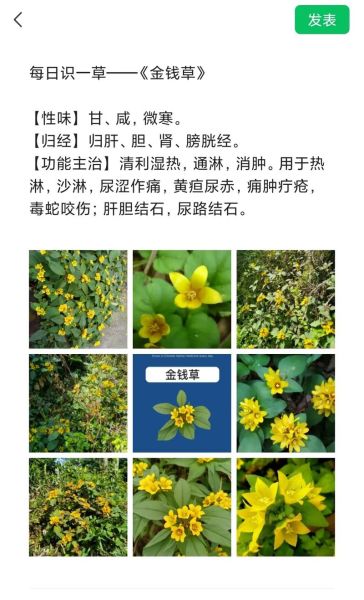 过路黄的功效与作用_过路黄泡水喝有什么好处-第1张图片-山城妙识 过路黄的功效与作用_过路黄泡水喝有什么好处-第1张图片-山城妙识
