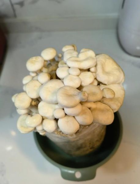 金针菇怎么种_金针菇种植技术-第2张图片-山城妙识