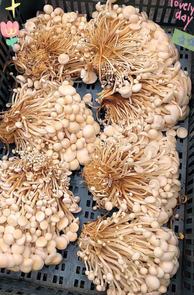 金针菇怎么种_金针菇种植技术-第3张图片-山城妙识