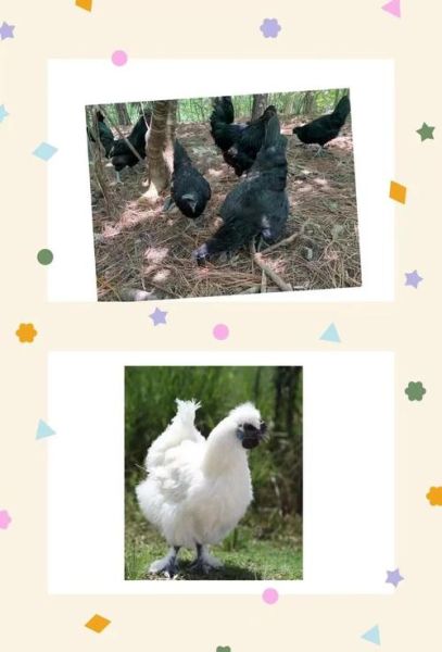 五黑鸡和乌鸡哪个更好_五黑鸡与乌鸡营养功效对比-第2张图片-山城妙识 五黑鸡和乌鸡哪个更好_五黑鸡与乌鸡营养功效对比-第2张图片-山城妙识