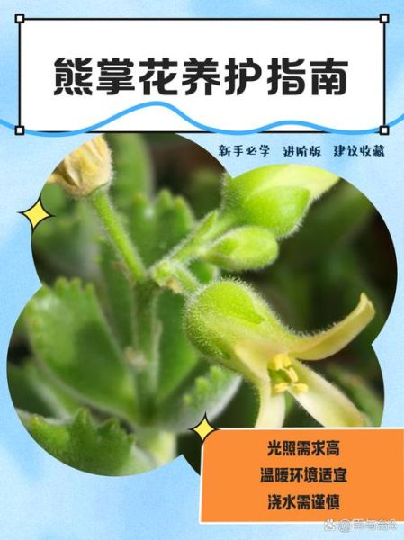 熊掌花有毒吗_熊掌花怎么养-第1张图片-山城妙识